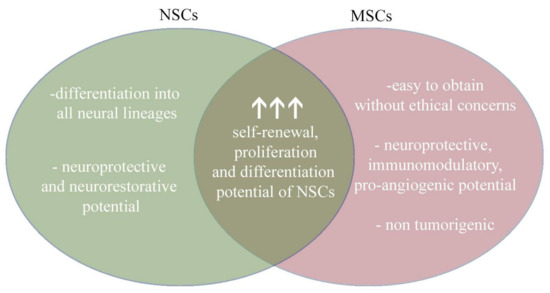 Cells | Free Full-Text | Interaction of Neural Stem Cells (NSCs) and ...