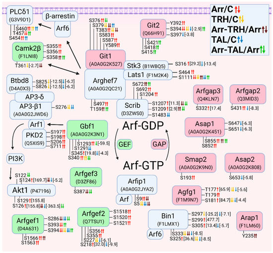 Cell Signaling Pathways