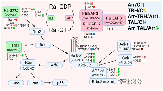 Cell Signaling Pathways