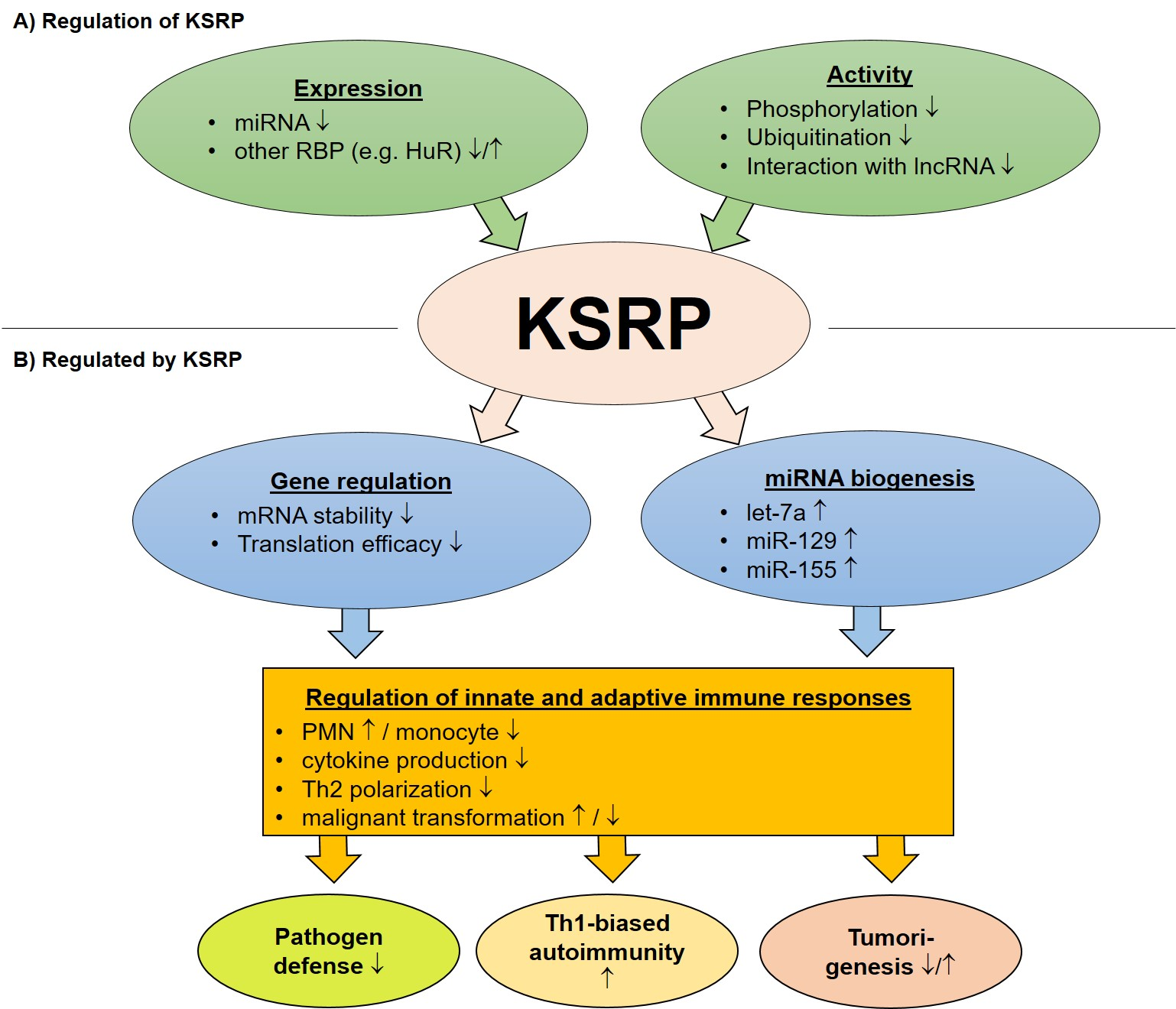 Cells | Free Full-Text | The Role of KH-Type Splicing Regulatory ...