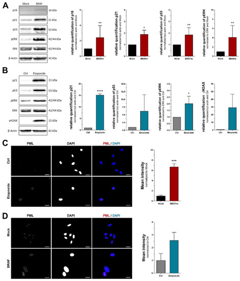 Cells | Free Full-Text | Detection of Cellular Senescence in Human ...