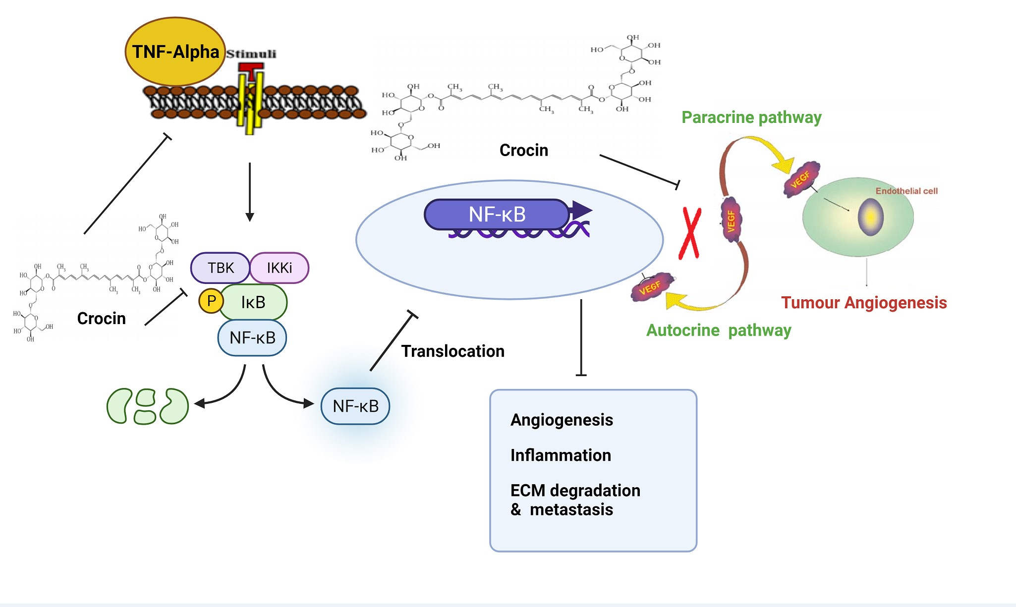 Cells | Free Full-Text | Crocin Inhibits Angiogenesis and Metastasis in ...