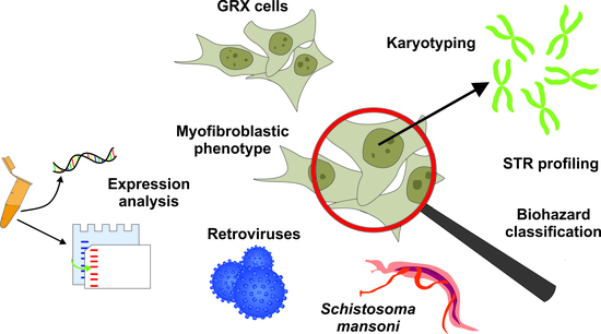 Cells | Free Full-Text | Genetic and Molecular Characterization of the ...