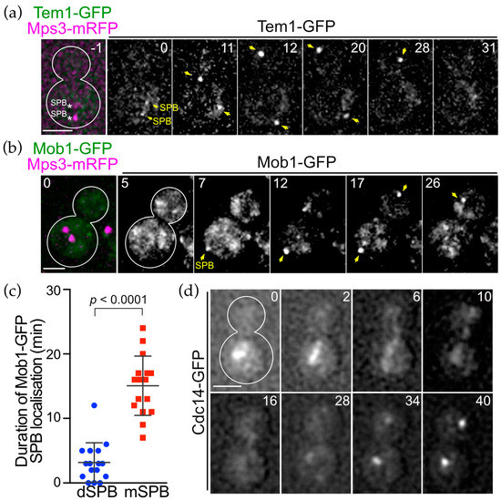SIN-Like Pathway Kinases Regulate the End of Mitosis in the ...
