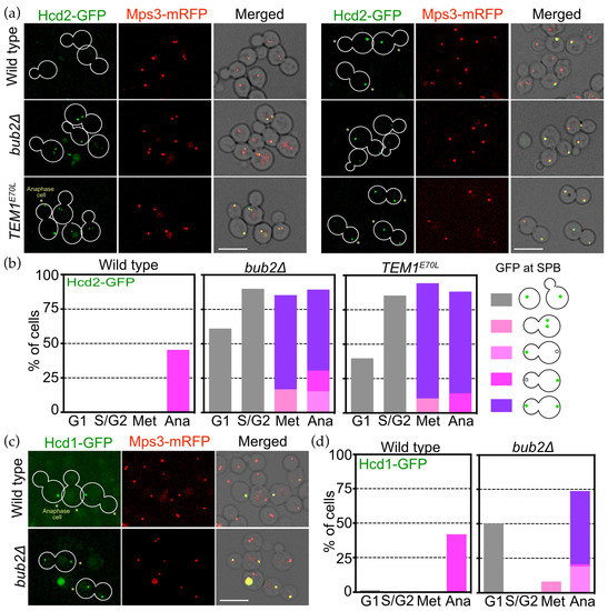 SIN-Like Pathway Kinases Regulate the End of Mitosis in the ...