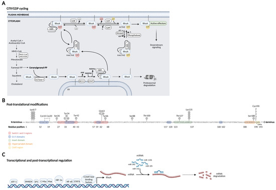 RhoA Signaling in Neurodegenerative Diseases