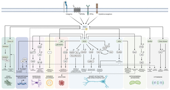 RhoA Signaling in Neurodegenerative Diseases