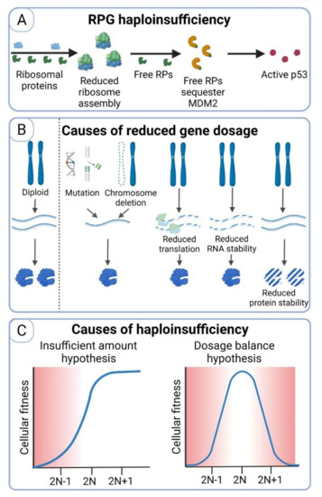 Consequences of Chromosome Loss: Why Do Cells Need Each Chromosome Twice?