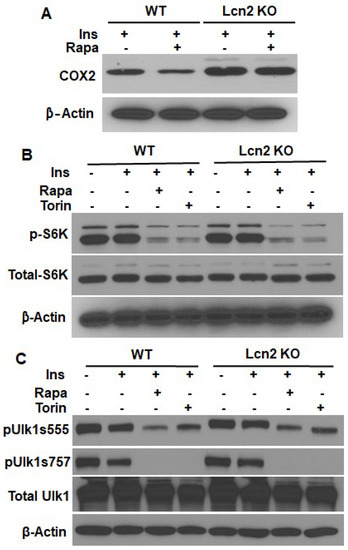 Lipocalin 2 Deficiency Alters Prostaglandin Biosynthesis and mTOR ...