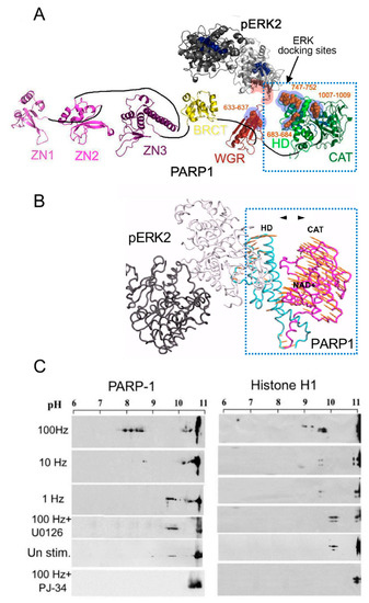 A Long-Lasting PARP1-Activation Mediates Signal-Induced Gene Expression