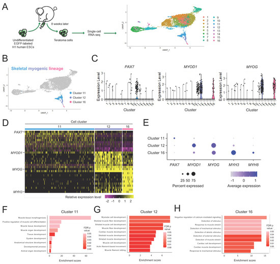 Defining the Skeletal Myogenic Lineage in Human Pluripotent Stem Cell-Derived Teratomas