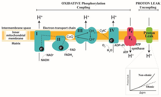 Regulation of Oxidative Phosphorylation of Liver Mitochondria in Sepsis