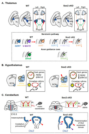 Deconstructing Sox2 Function in Brain Development and Disease