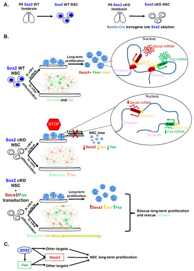 Deconstructing Sox2 Function in Brain Development and Disease