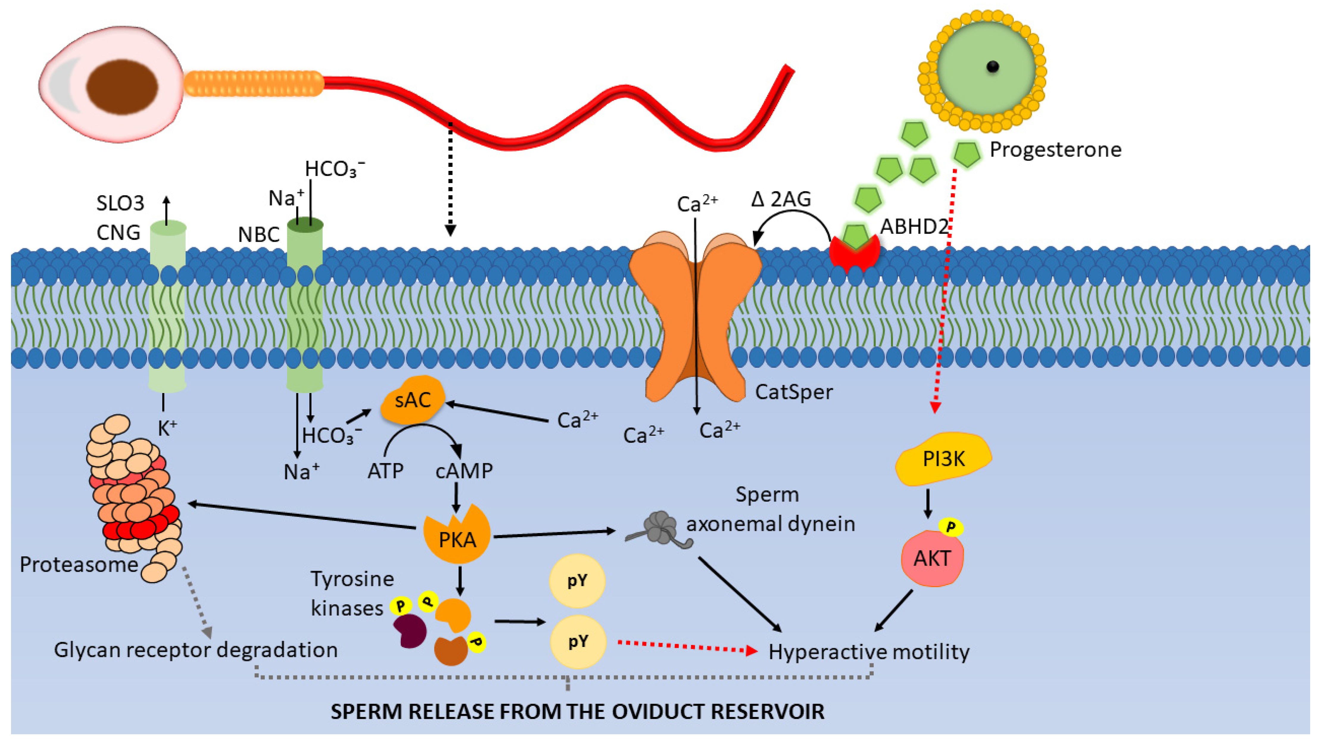 Progesterone-Induced Sperm Release from the Oviduct Sperm Reservoir