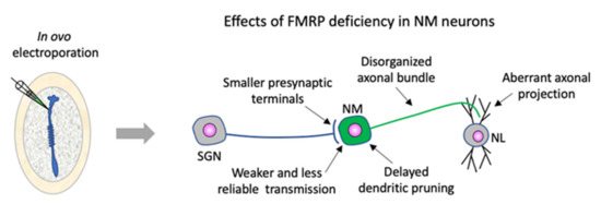 New Animal Models for Understanding FMRP Functions and FXS Pathology