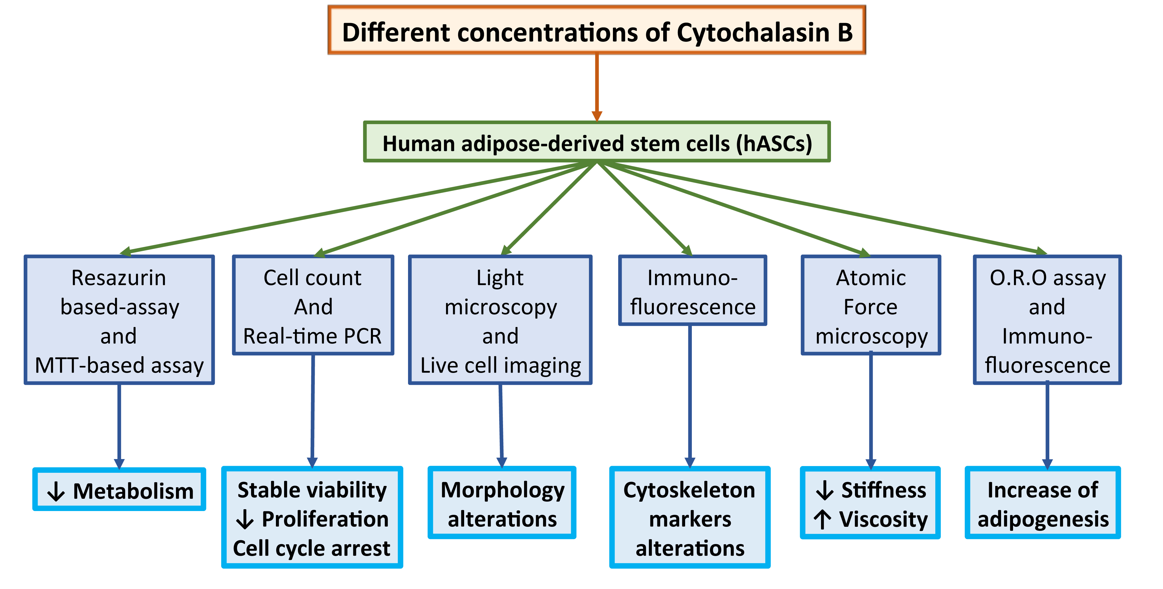 Cells | Free Full-Text | Cytochalasin B Modulates Nanomechanical ...