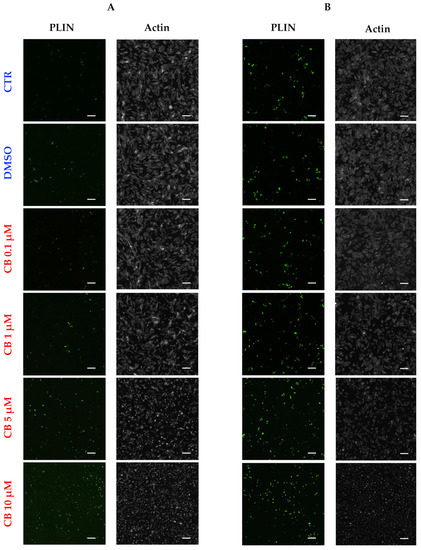 Cytochalasin B Modulates Nanomechanical Patterning and Fate in Human ...