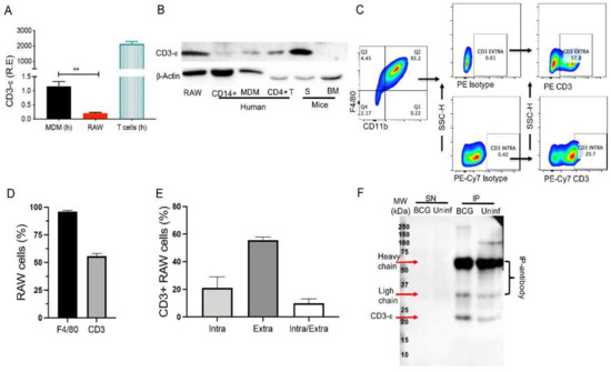Murine RAW Macrophages Are a Suitable Model to Study the CD3 Signaling ...