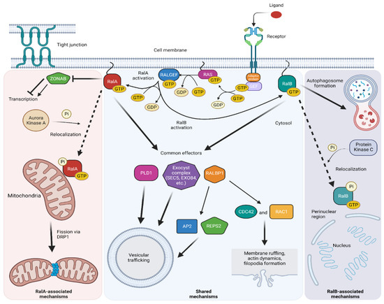 The RAL Enigma: Distinct Roles of RALA and RALB in Cancer