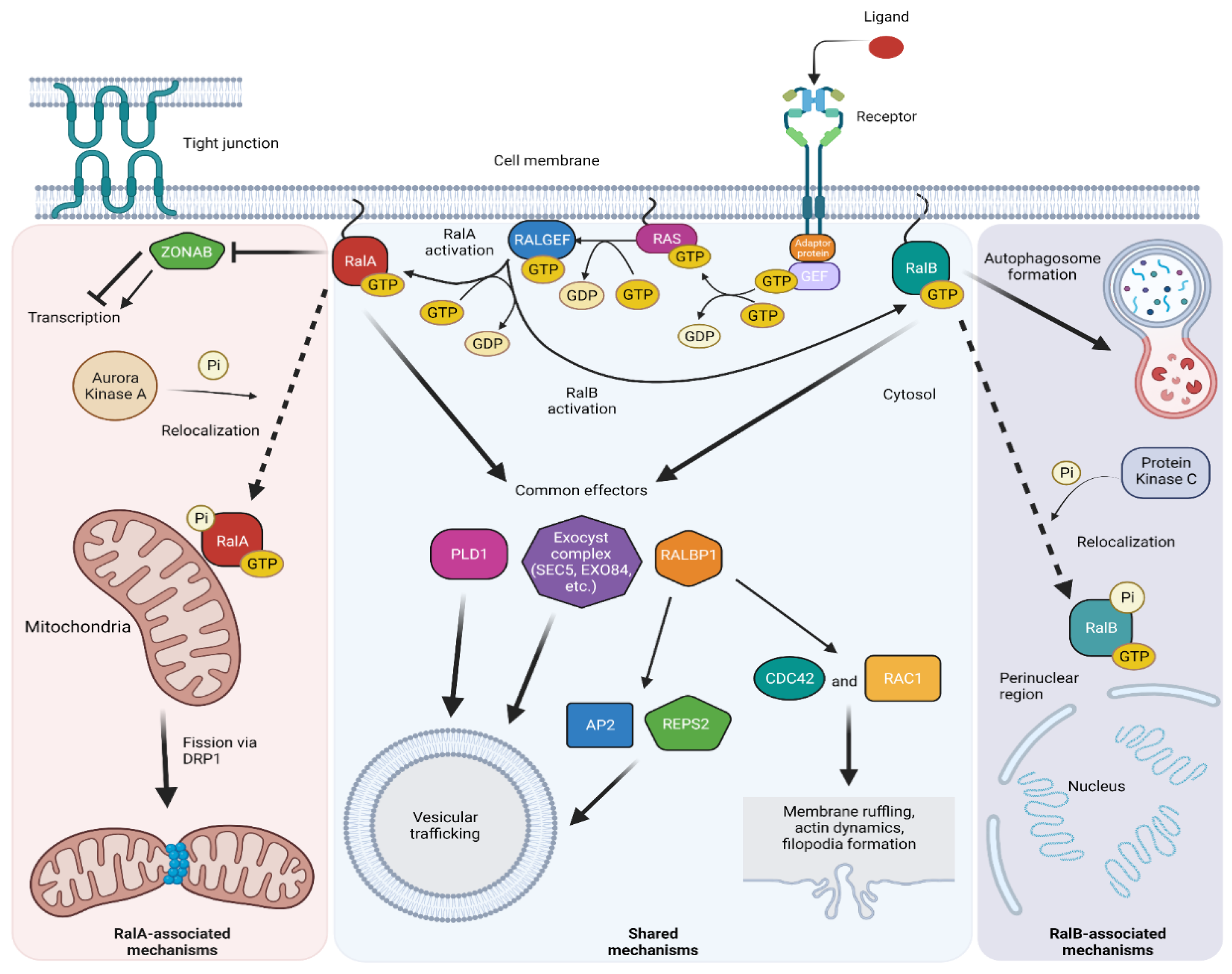The RAL Enigma: Distinct Roles of RALA and RALB in Cancer