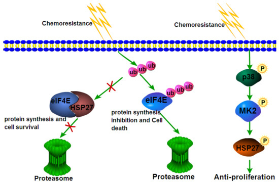 Revisiting the Old Data of Heat Shock Protein 27 Expression in Squamous ...