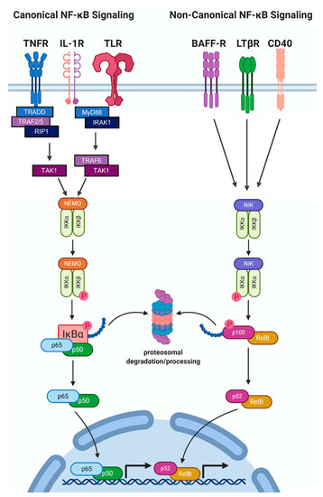 Interleukin-1 and Nuclear Factor Kappa B Signaling Promote Breast ...