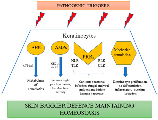 Keratinocytes: An Enigmatic Factor in Atopic Dermatitis