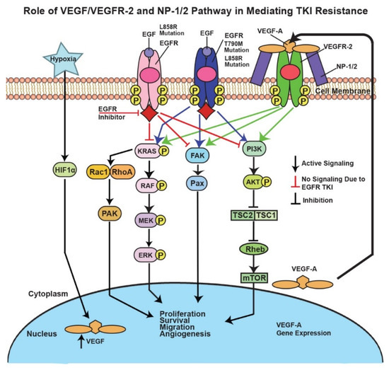 Mediating EGFR-TKI Resistance by VEGF/VEGFR Autocrine Pathway in Non ...
