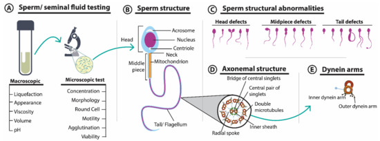 Infertility in Men: Advances towards a Comprehensive and Integrative ...