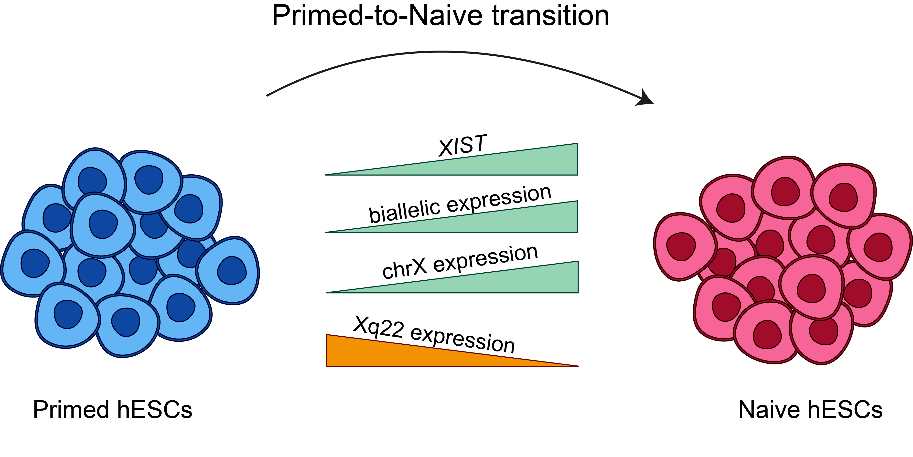 Cells | Free Full-Text | Large-Scale Analysis of X Inactivation ...