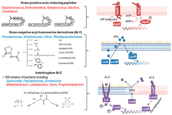 Making Sense of Quorum Sensing at the Intestinal Mucosal Interface