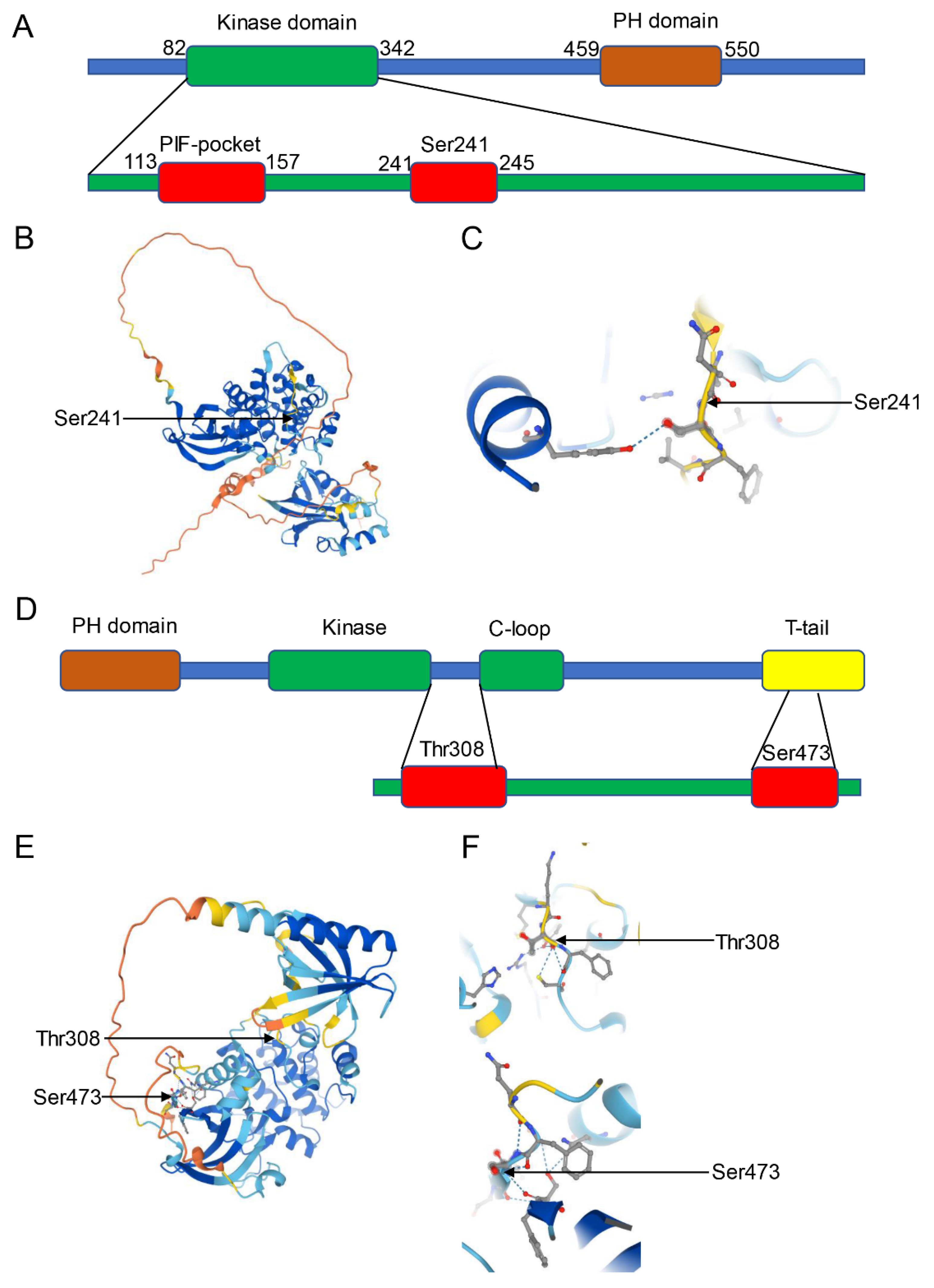 Cells | Free Full-Text | Reducing PDK1/Akt Activity: An Effective ...