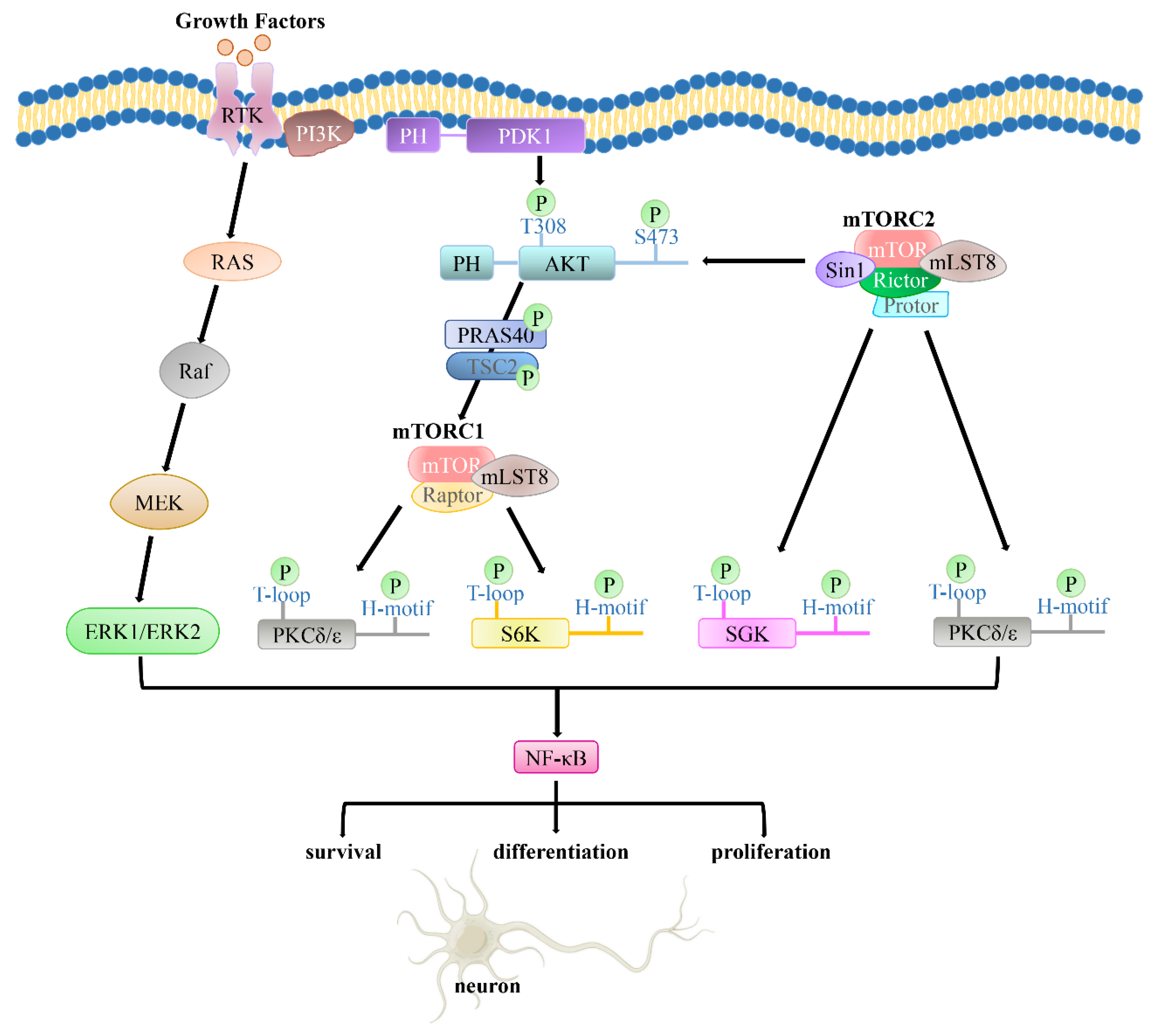 Cells | Free Full-Text | Reducing PDK1/Akt Activity: An Effective ...