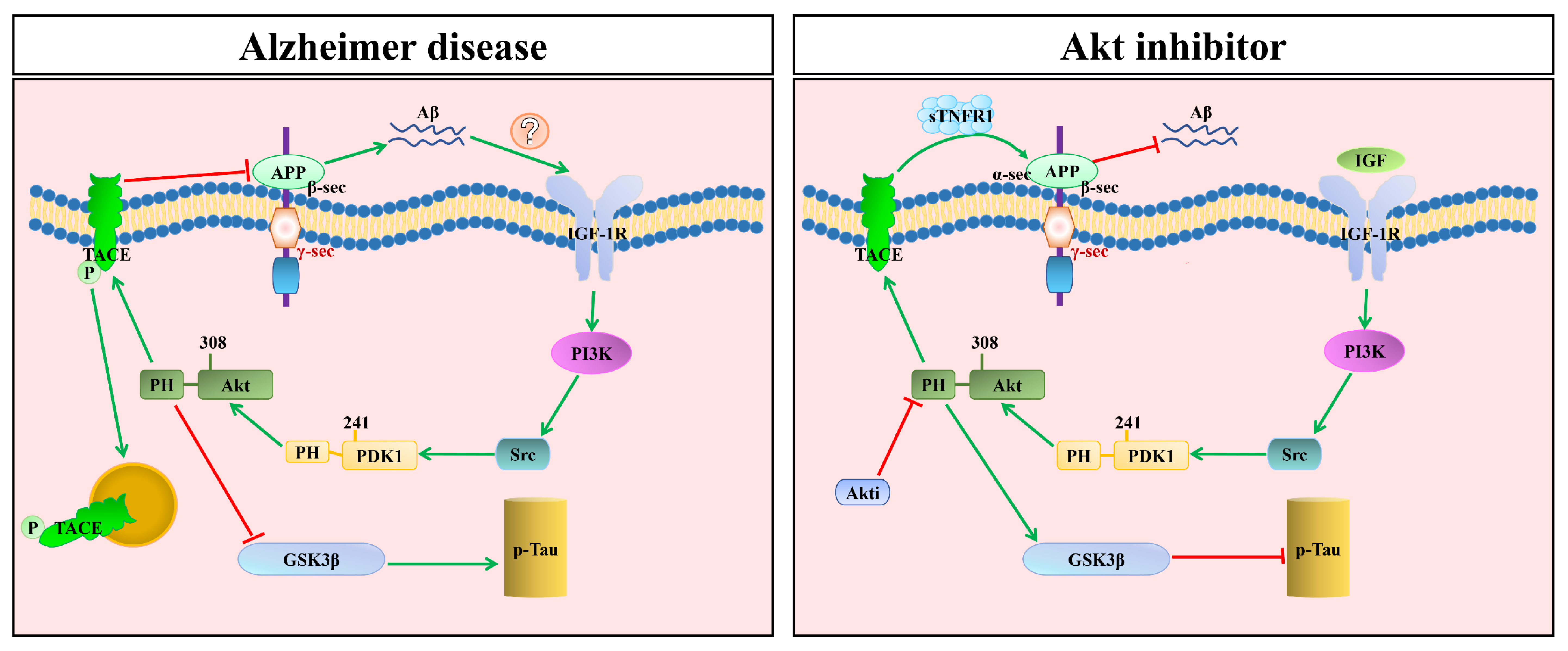Cells | Free Full-Text | Reducing PDK1/Akt Activity: An Effective ...
