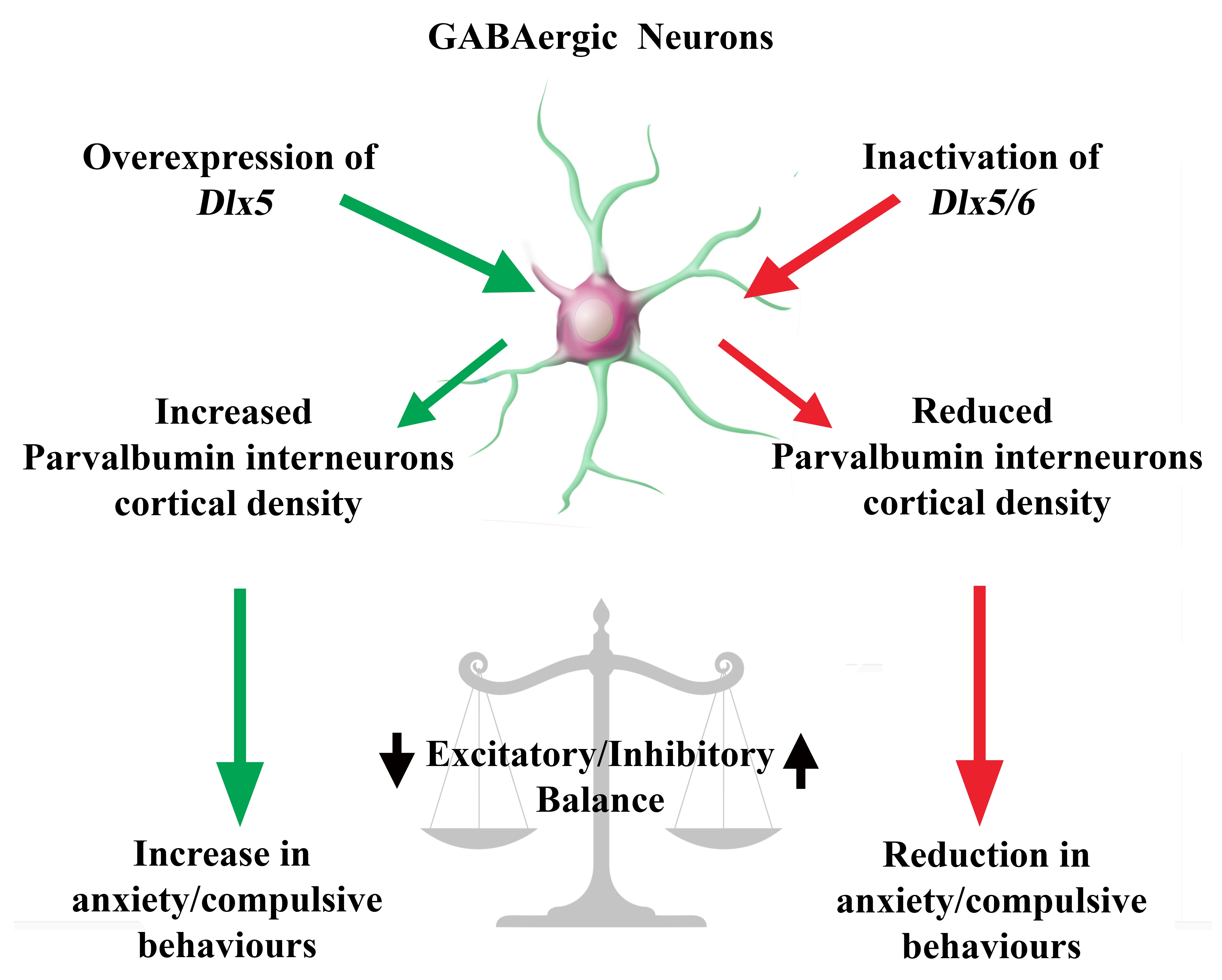 Cells | Free Full-Text | Dlx5/6 Expression Levels in Mouse GABAergic ...
