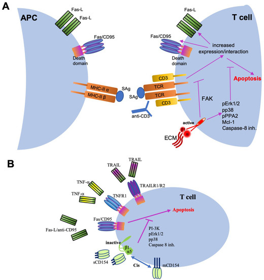 Novel Functions of Integrins as Receptors of CD154: Their Role in ...