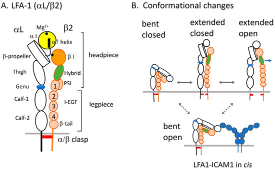 LFA1 Activation: Insights from a Single-Molecule Approach