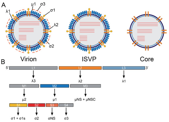 Reovirus Activated Cell Death Pathways