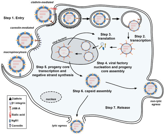 Reovirus Activated Cell Death Pathways