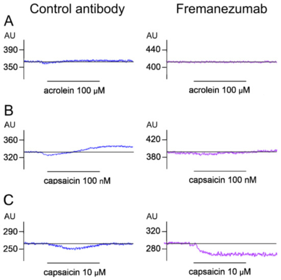 The Anti-CGRP Antibody Fremanezumab Lowers CGRP Release from Rat Dura ...
