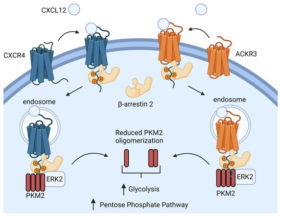 The CXCL12/CXCR4/ACKR3 Signaling Axis Regulates PKM2 and Glycolysis