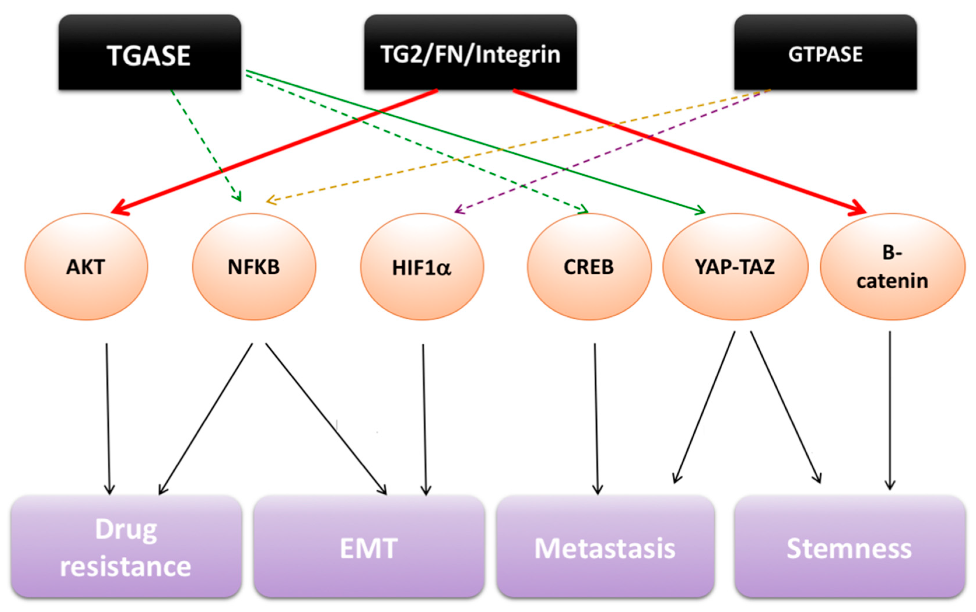 The Outside-In Journey of Tissue Transglutaminase in Cancer