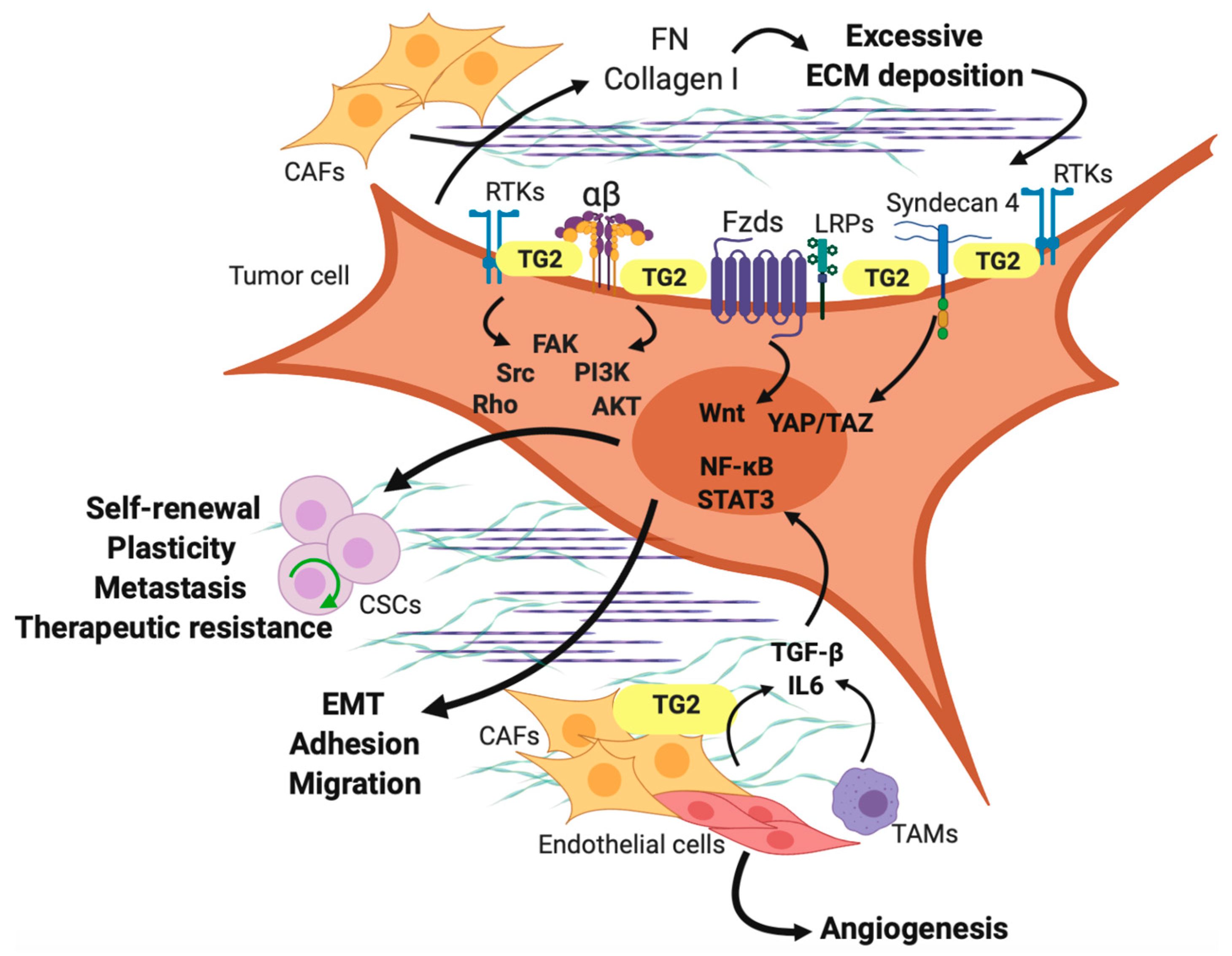 The Outside-In Journey of Tissue Transglutaminase in Cancer