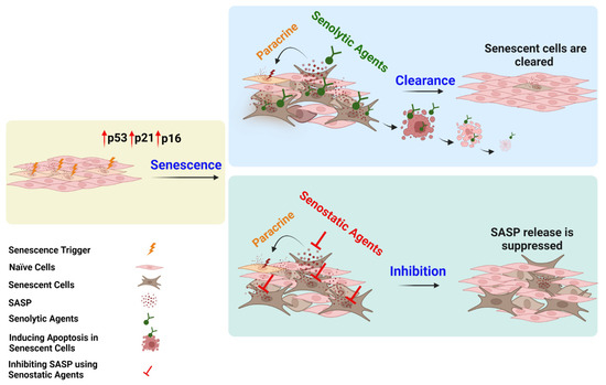 Cellular Senescence in Aging Lungs and Diseases