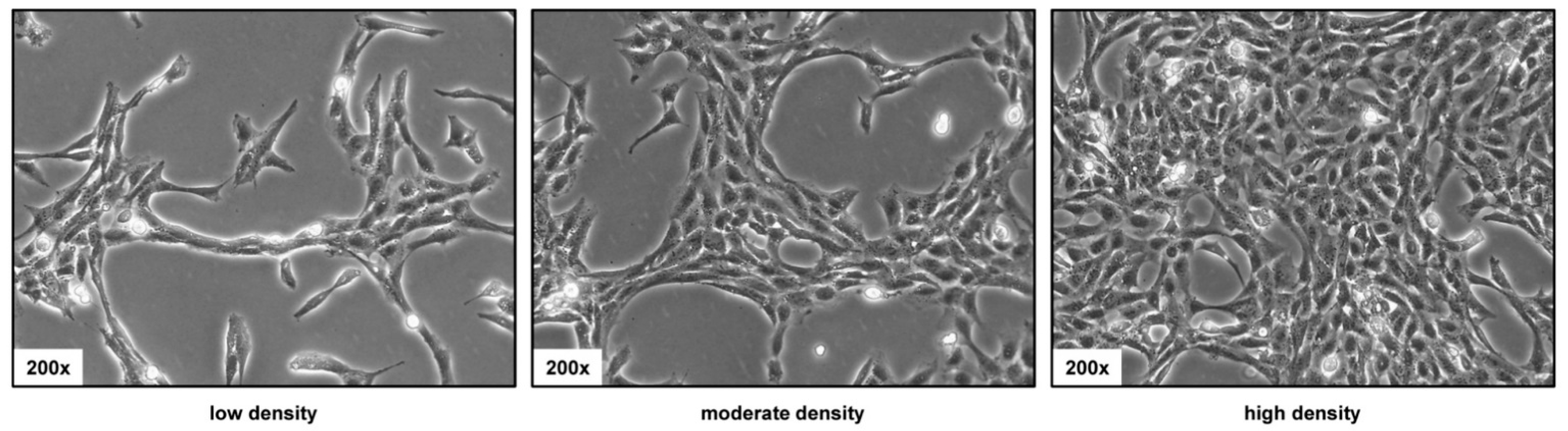 Genetic Characterization of Rat Hepatic Stellate Cell Line HSC-T6 for ...