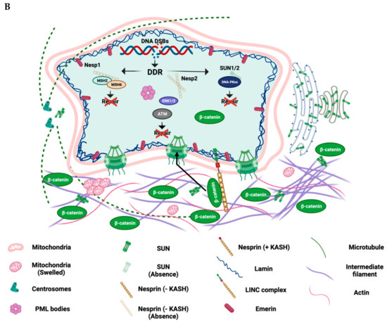 LINCing Senescence and Nuclear Envelope Changes