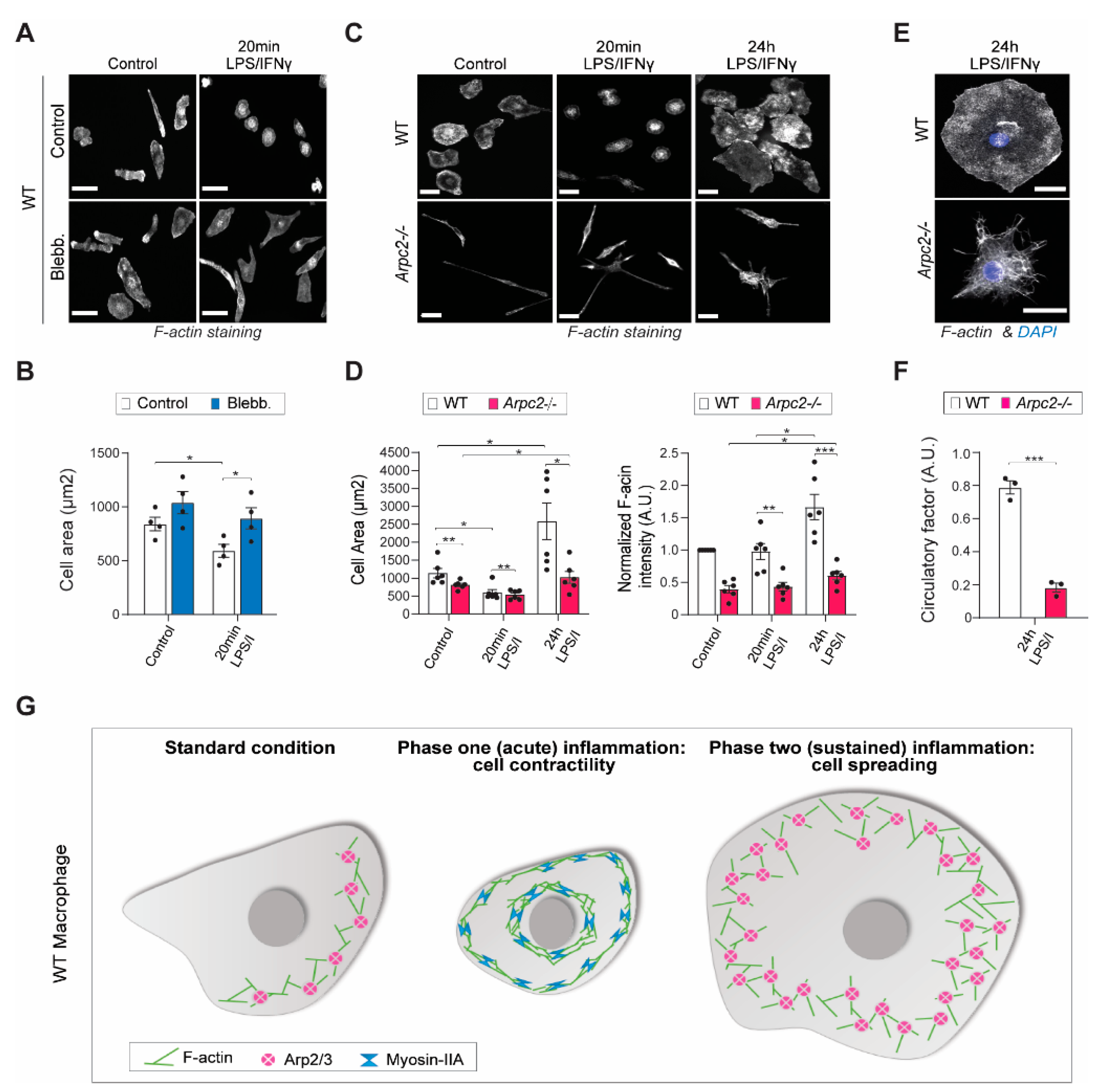 The Actin Cytoskeleton Responds to Inflammatory Cues and Alters ...