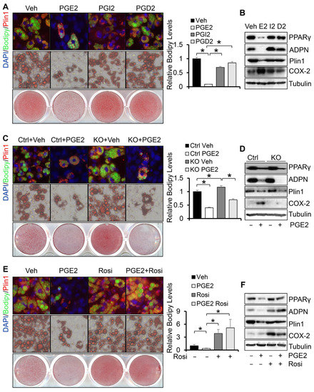 COX-2 Deficiency Promotes White Adipogenesis via PGE2-Mediated ...