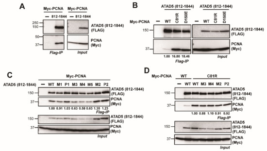 Distinct Motifs in ATAD5 C-Terminal Domain Modulate PCNA Unloading Process